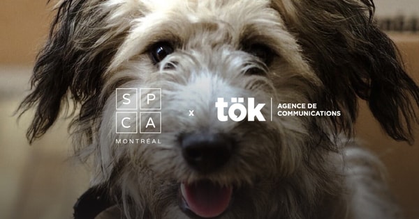 La SPCA de Montréal accorde sa confiance à tök communications | Grenier aux nouvelles